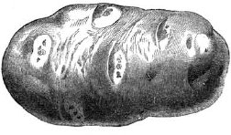 Heirloom Potato Varieties List – Mother Earth News